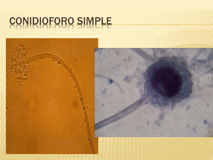 PPT - ESTRUCTURA DE LOS HONGOS PowerPoint Presentation - ID:2267671