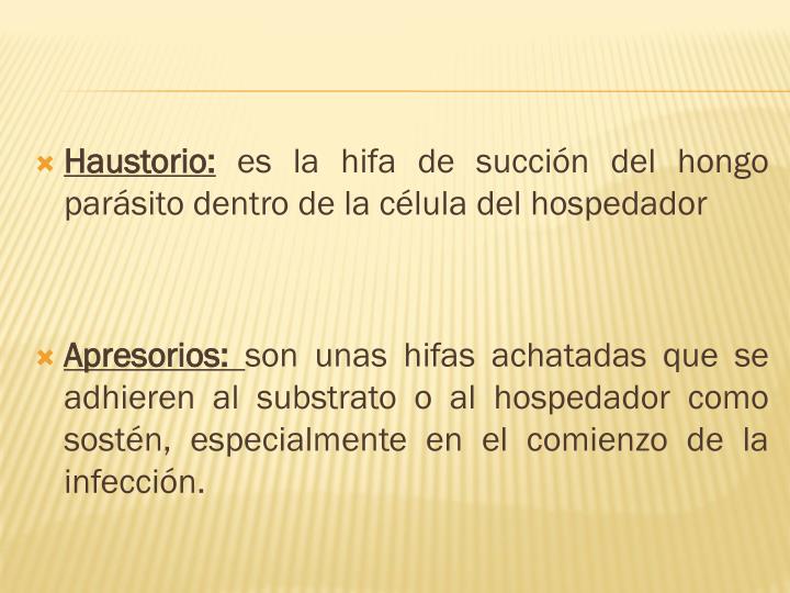 PPT - ESTRUCTURA DE LOS HONGOS PowerPoint Presentation - ID:2267671