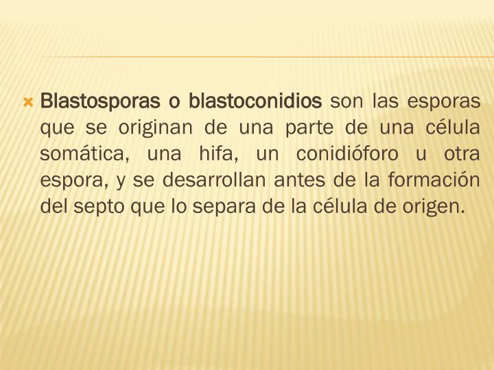 PPT - ESTRUCTURA DE LOS HONGOS PowerPoint Presentation - ID:2267671