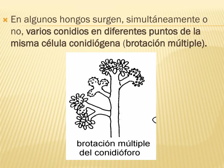 PPT - ESTRUCTURA DE LOS HONGOS PowerPoint Presentation - ID:2267671