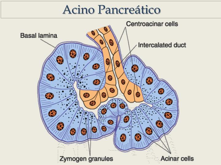PPT - Sistema Digestivo 3. Glándulas PowerPoint Presentation - ID:2267777