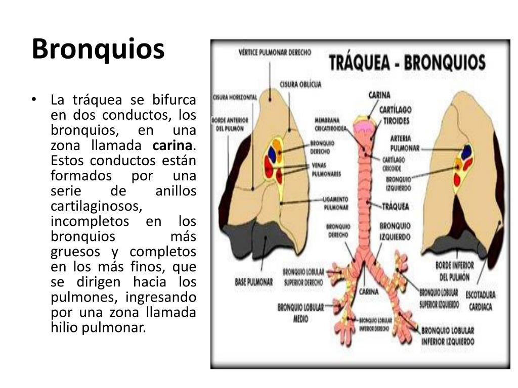 PPT - SEMINARIO DE BIOLOGÍA REPASO SAN MARCOS PowerPoint Presentation ...