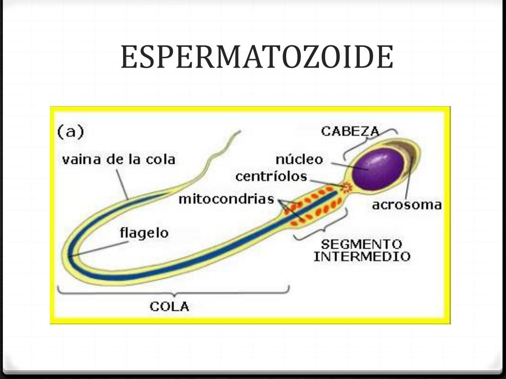 PPT - SEXUALIDAD HUMANA PowerPoint Presentation, free download - ID:2267845