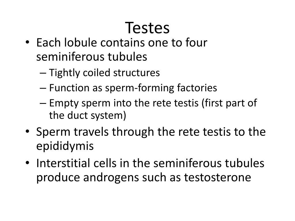 PPT - Microscopic Anatomy of Selected Male and Female Reproductive ...