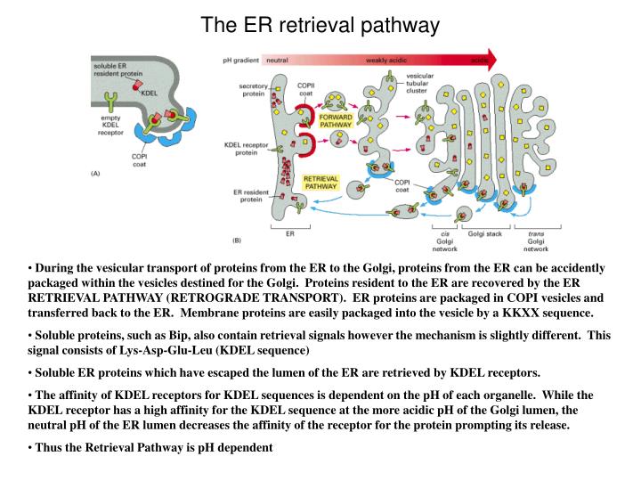 PPT - Protein sorting and the Golgi apparatus PowerPoint Presentation ...
