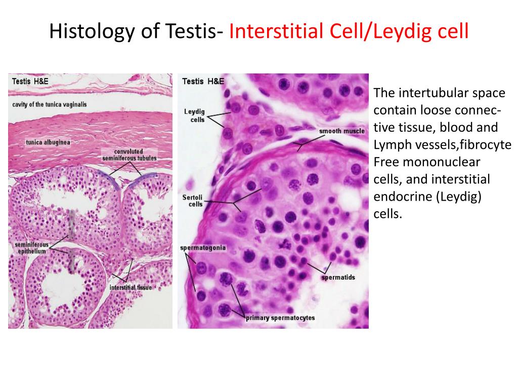 Ppt Male Reproductive System Powerpoint Presentation Free Download
