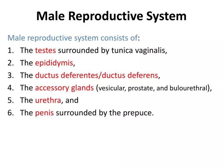 PPT - Male Reproductive System PowerPoint Presentation, free download ...