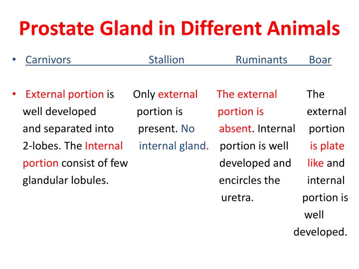 PPT - Male Reproductive System PowerPoint Presentation - ID:2267894