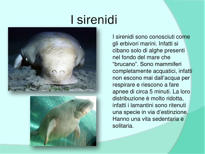 PPT - I placentati PowerPoint Presentation - ID:2267933