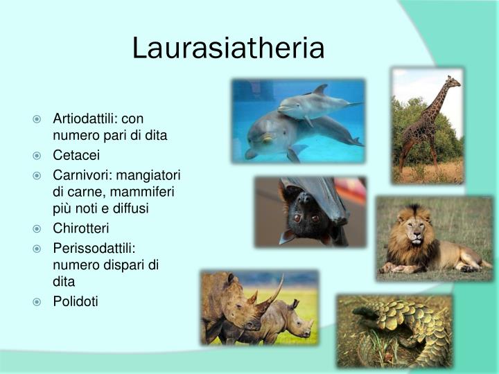 PPT - I placentati PowerPoint Presentation - ID:2267933