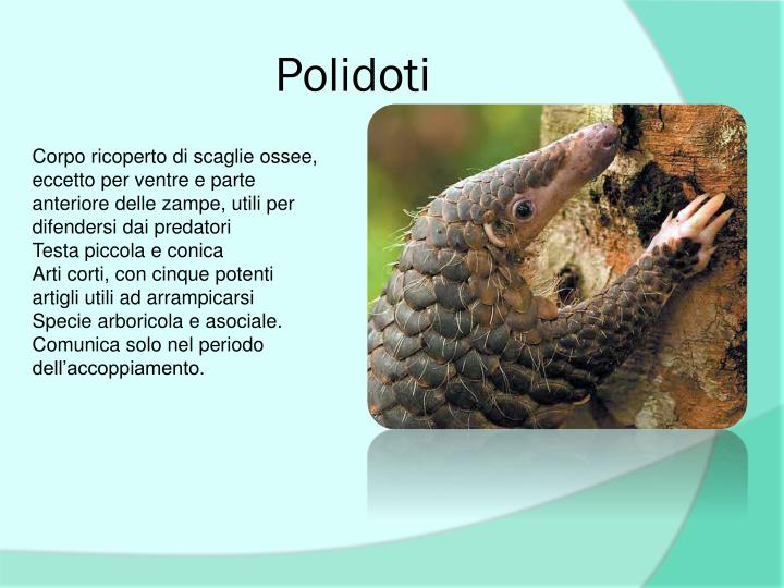 PPT - I placentati PowerPoint Presentation - ID:2267933