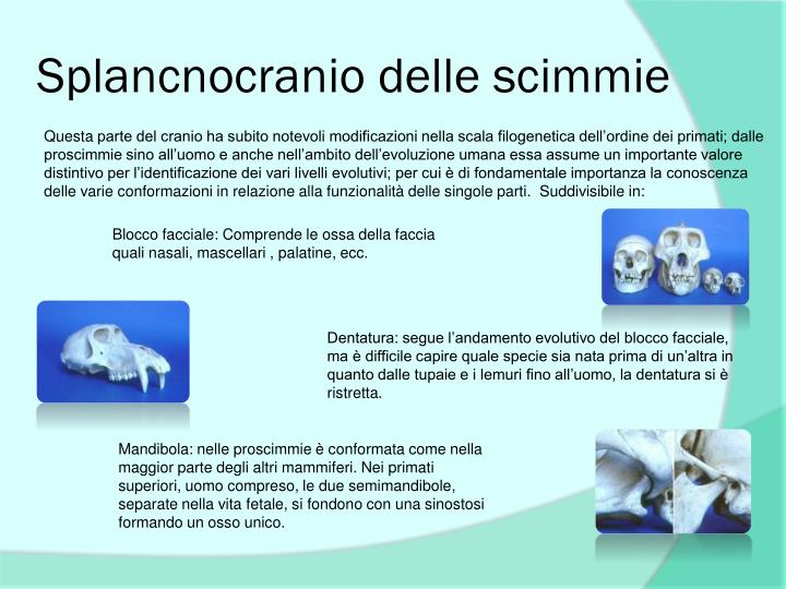 PPT - I placentati PowerPoint Presentation - ID:2267933