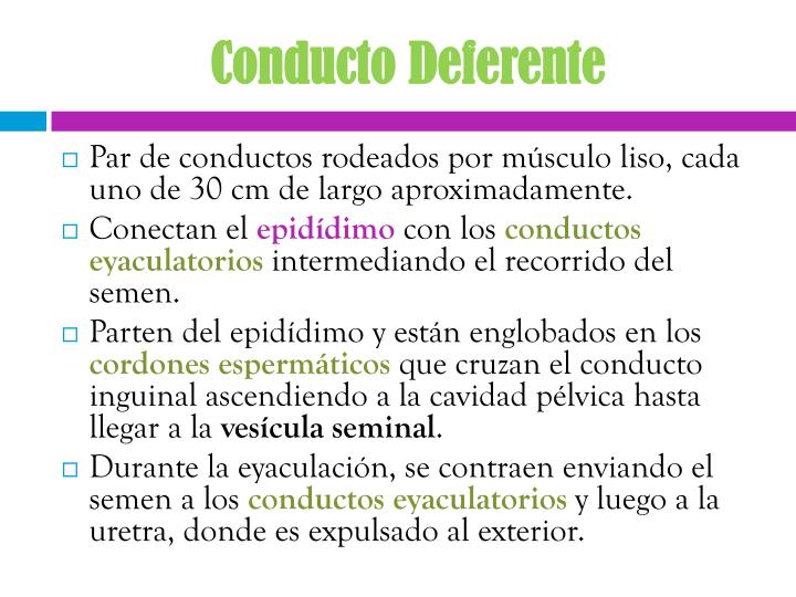 PPT - Sistema Reproductor Masculino PowerPoint Presentation - ID:2267968