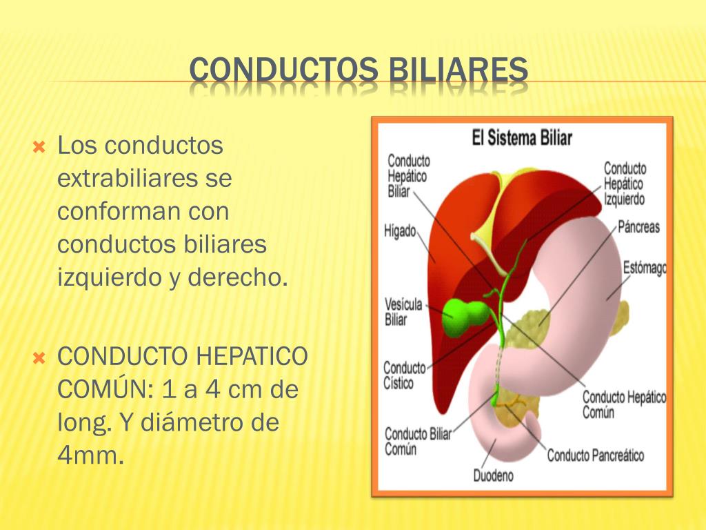 PPT - Afección litiásica biliar PowerPoint Presentation, free download ...