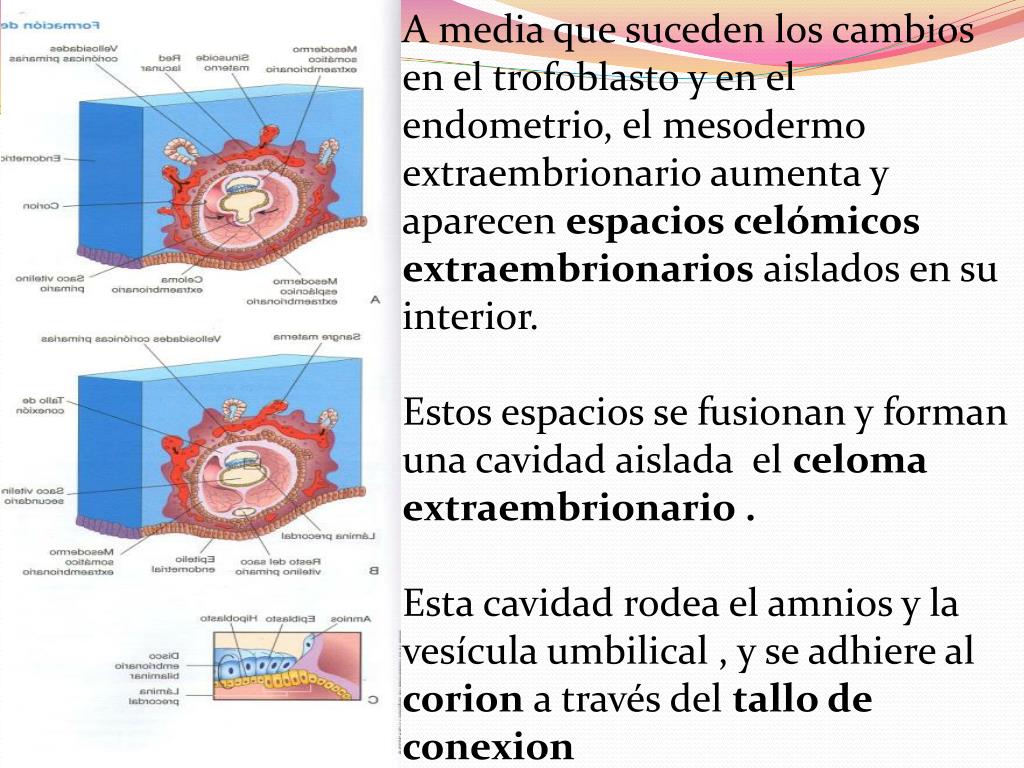 PPT - ETAPAS DE PREDIFERENCIACIÓN PowerPoint Presentation, free ...