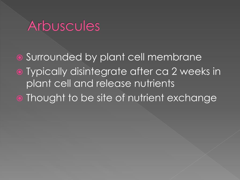 PPT - The Molecular Components of Nutrient Exchange in Arbuscular Mycorrhizal (AM) interactions ...
