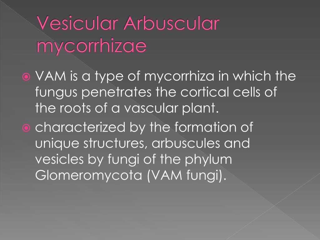 PPT - Molecular Components of Nutrient Exchange in Arbuscular ...