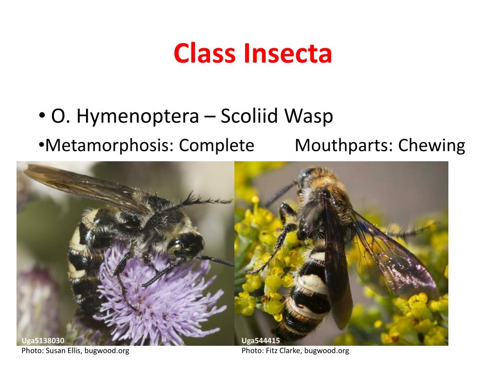 PPT - 110 COMMON ARTHROPODS OF NEW MEXICO FOR FFA STUDENTS Pt. 7 ...