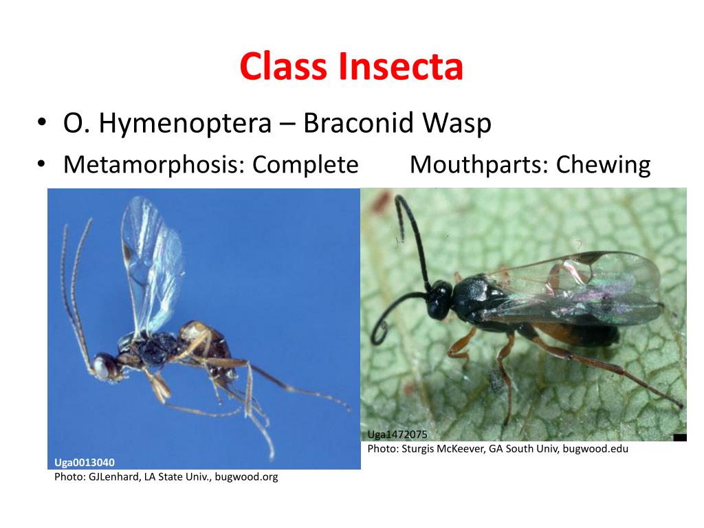 PPT - 110 COMMON ARTHROPODS OF NEW MEXICO FOR FFA STUDENTS Pt. 7 ...