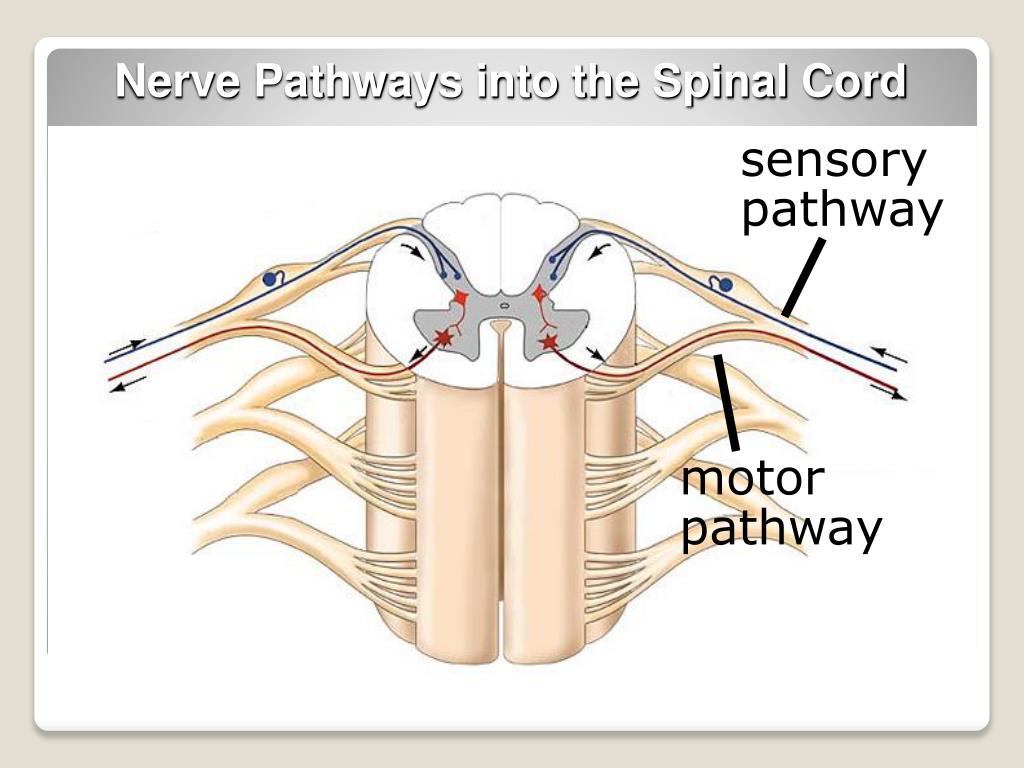 PPT - Chronic Spinal Cord Injury (Lesi Medula Spinalis Khronis ...