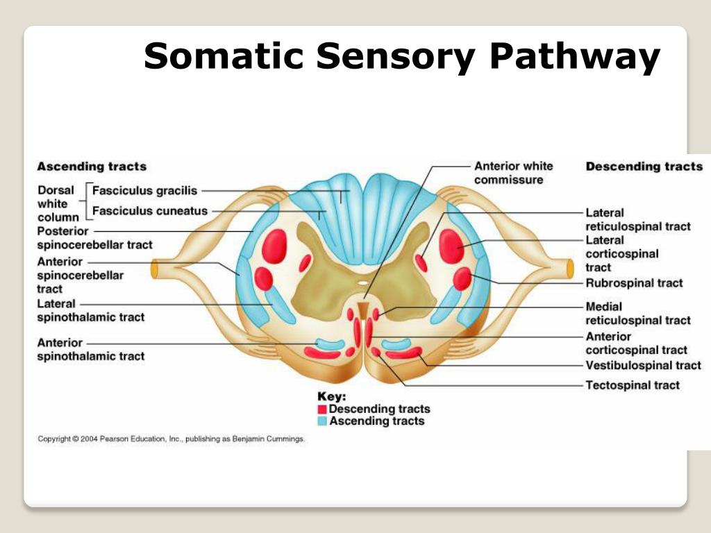 PPT - Chronic Spinal Cord Injury (Lesi Medula Spinalis Khronis ...