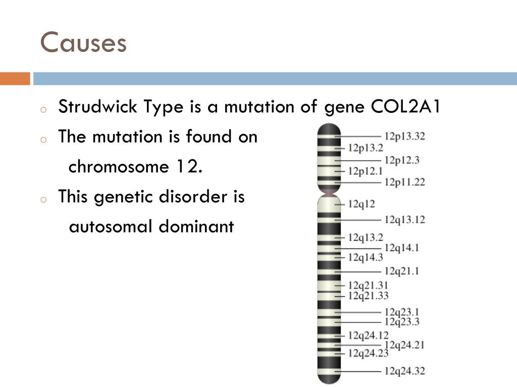 PPT - Spondyloepimetaphyseal Dysplasia ( Strudwick Type) PowerPoint ...