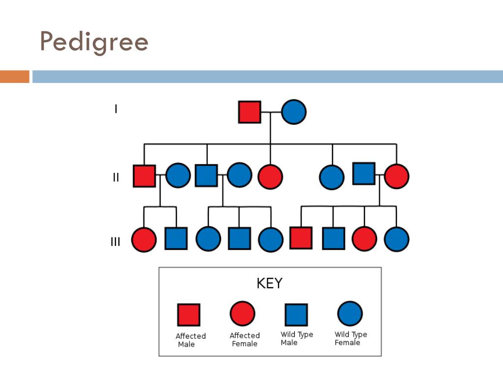 PPT - Spondyloepimetaphyseal Dysplasia ( Strudwick Type) PowerPoint ...