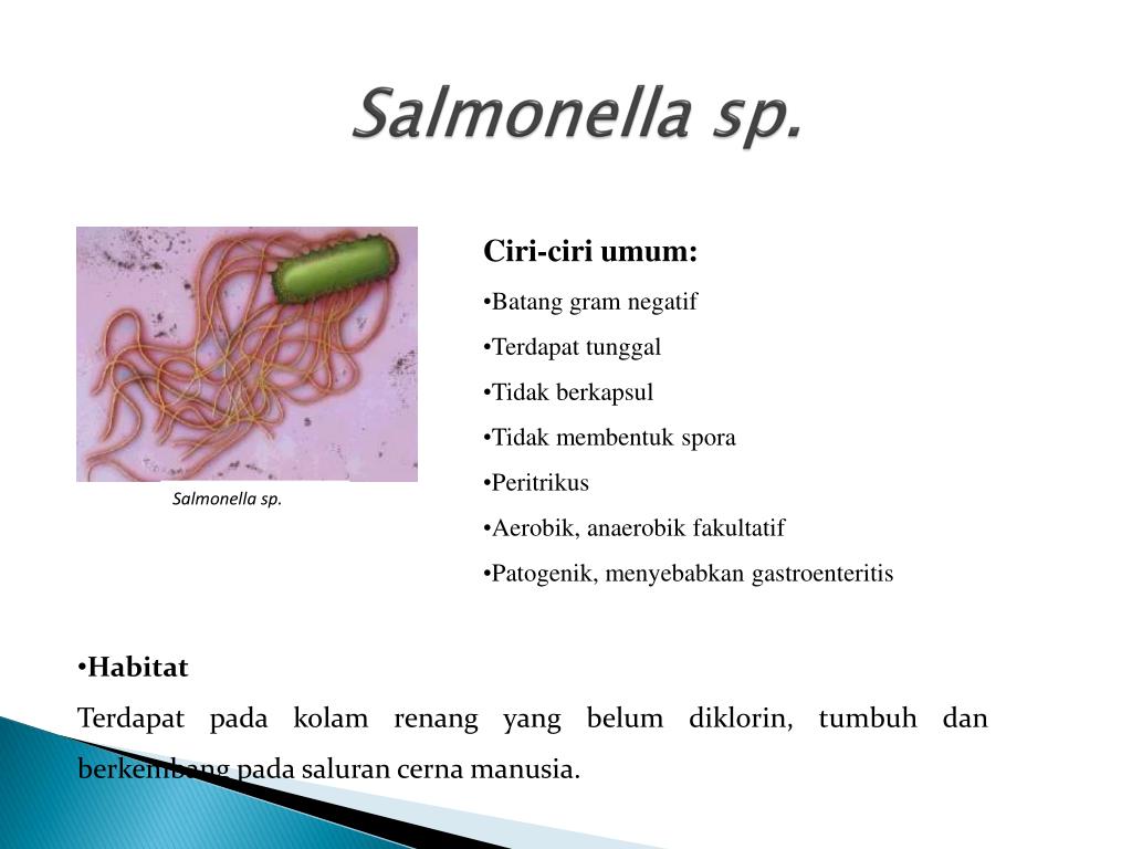 PPT - BAKTERI SALURAN CERNA DAN SALURAN NAFAS PowerPoint Presentation ...