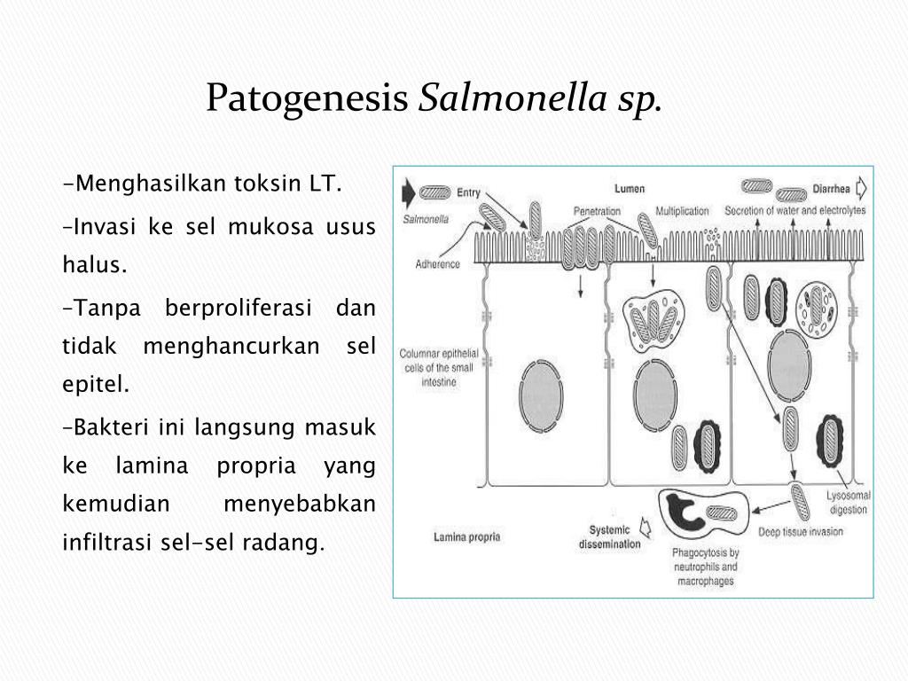 PPT - BAKTERI SALURAN CERNA DAN SALURAN NAFAS PowerPoint Presentation ...