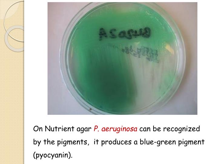 PPT - Pseudomonas PowerPoint Presentation - ID:2269529