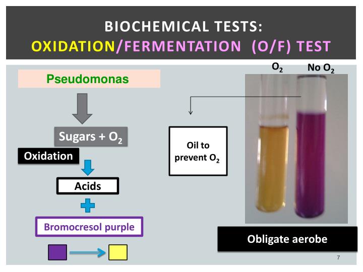 PPT - Practical Medical Microbiology PowerPoint Presentation - ID:2269533