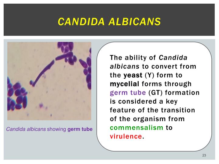 PPT - Practical Medical Microbiology PowerPoint Presentation - ID:2269533