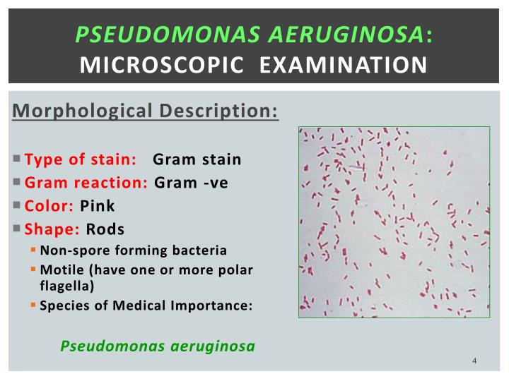 PPT - Practical Medical Microbiology PowerPoint Presentation - ID:2269533