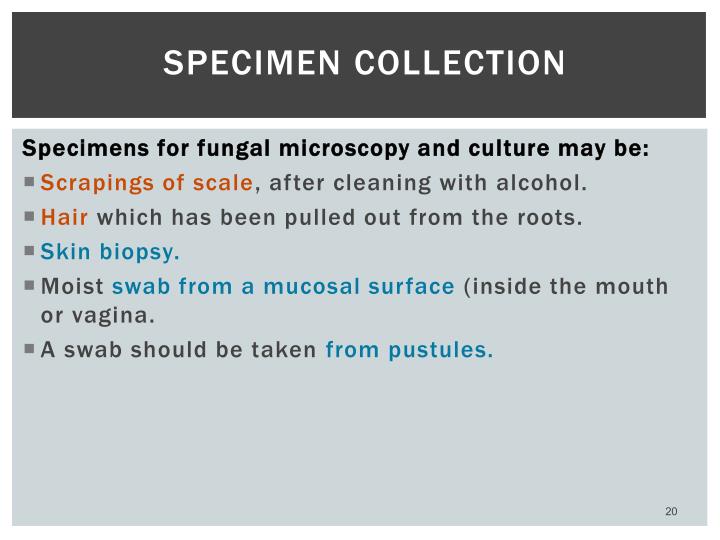 PPT - Practical Medical Microbiology PowerPoint Presentation - ID:2269533