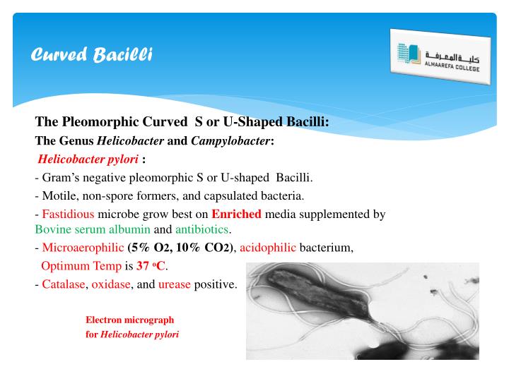 PPT - Gram Negative Bacilli PowerPoint Presentation - ID:2269606