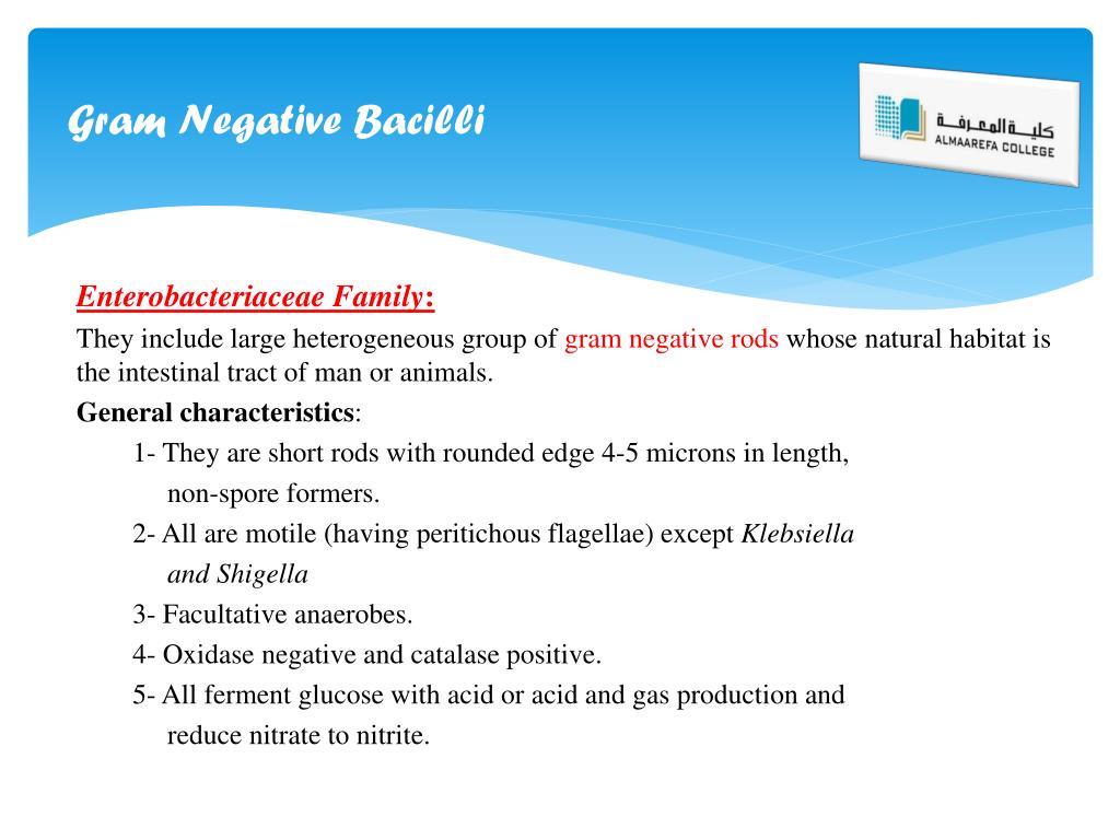 PPT - Gram Negative Bacilli PowerPoint Presentation, free download - ID ... PPT - Gram Negative Bacilli PowerPoint Presentation, free download - ID ...