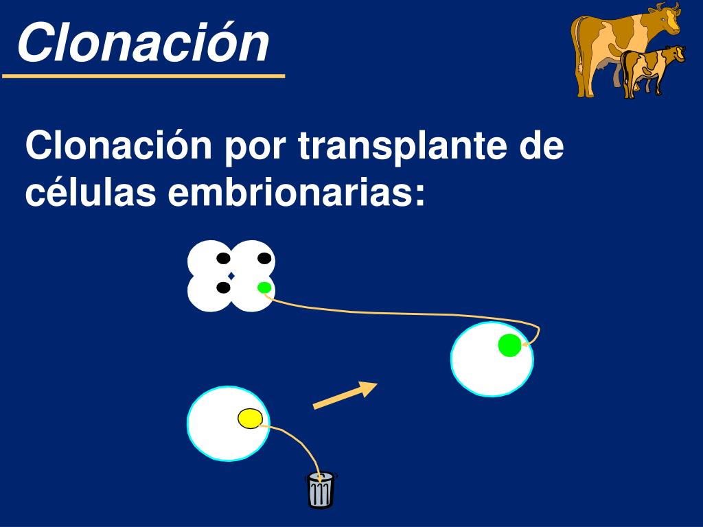 PPT - ¿ Es posible ya clonar al ser humano? David Rorvik “ In his image ...