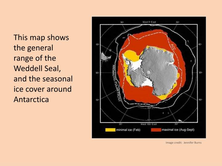 PPT - The Weddell Seal PowerPoint Presentation - ID:2269633