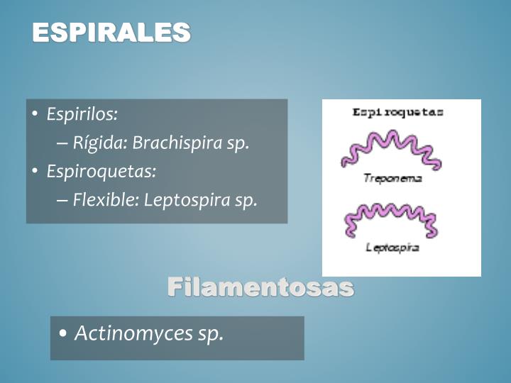 PPT - Estructura y Morfología BACTERIANA PowerPoint Presentation - ID ...