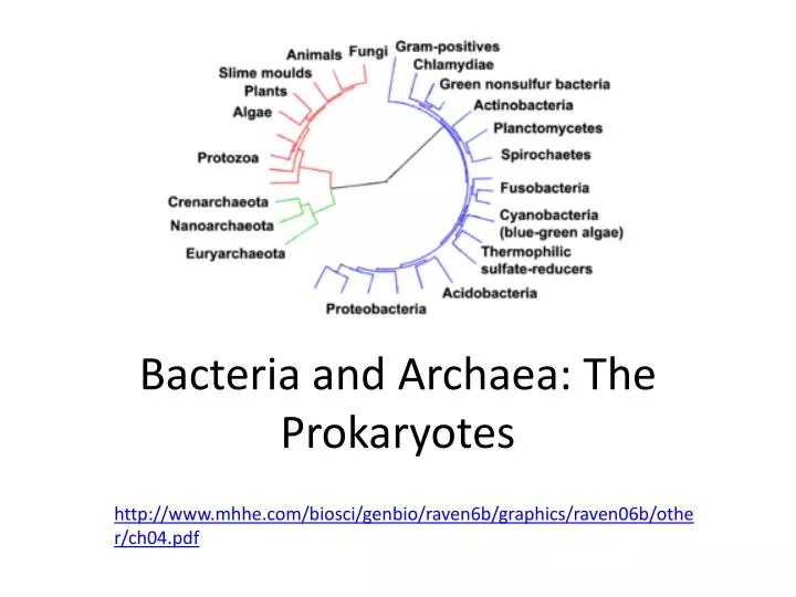 PPT - B acteria and Archaea : T he Prokaryotes PowerPoint Presentation ...