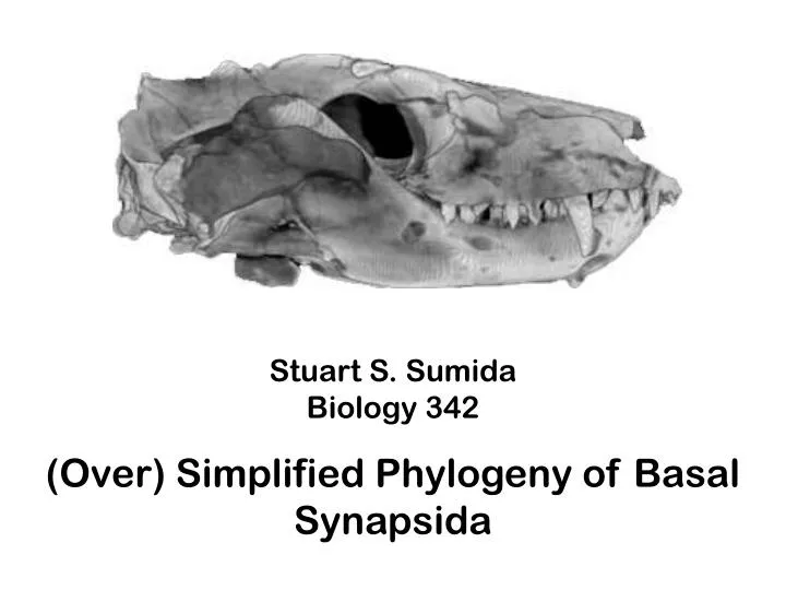PPT - Stuart S. Sumida Biology 342 (Over) Simplified Phylogeny of Basal ...