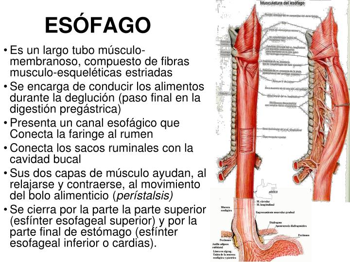 PPT - LOS RUMIANTES PowerPoint Presentation - ID:2270653