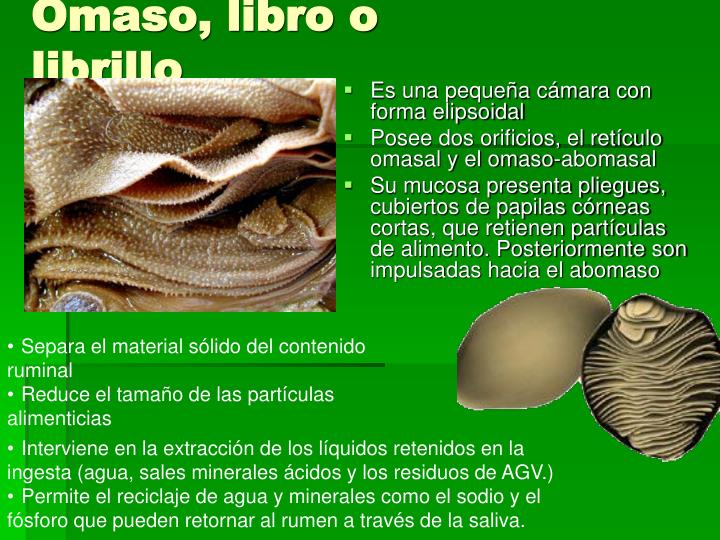 PPT - LOS RUMIANTES PowerPoint Presentation - ID:2270653