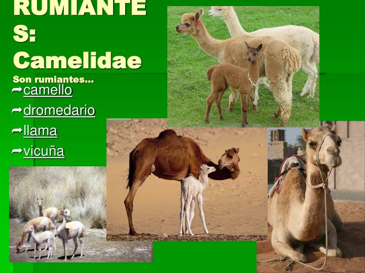 PPT - LOS RUMIANTES PowerPoint Presentation - ID:2270653