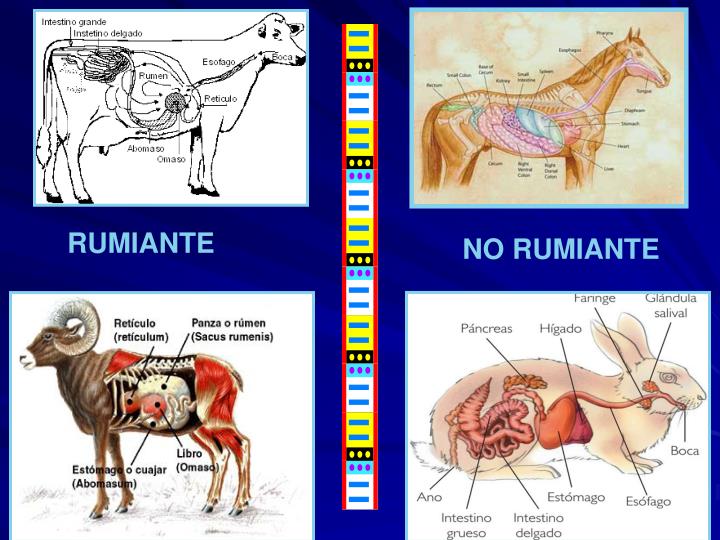 PPT - LOS RUMIANTES PowerPoint Presentation - ID:2270653