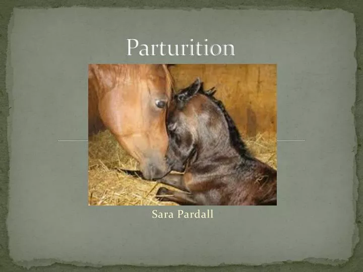 PPT - Parturition PowerPoint Presentation, free download - ID:2271497