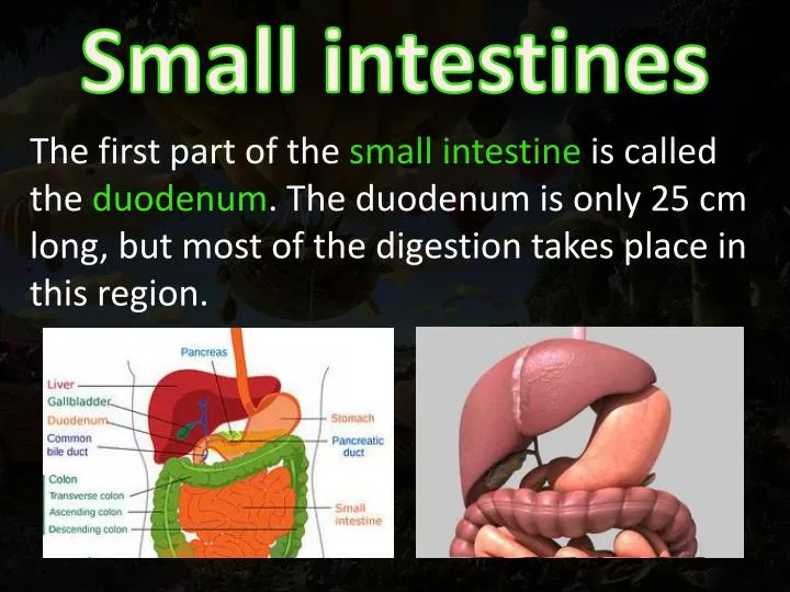 PPT - Small intestines PowerPoint Presentation, free download - ID:2271606