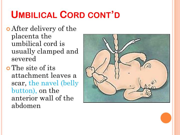 PPT - Fetal Membranes 2 PowerPoint Presentation - ID:2271618