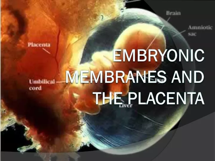 PPT - Embryonic Membranes and the Placenta PowerPoint Presentation ...