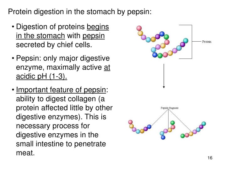 PPT - Gastrointestinal Physiology PowerPoint Presentation - ID:2271735